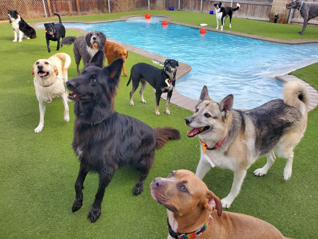 Dónde Está Ubicado Como Perros Y Gatos Club Pet Shop