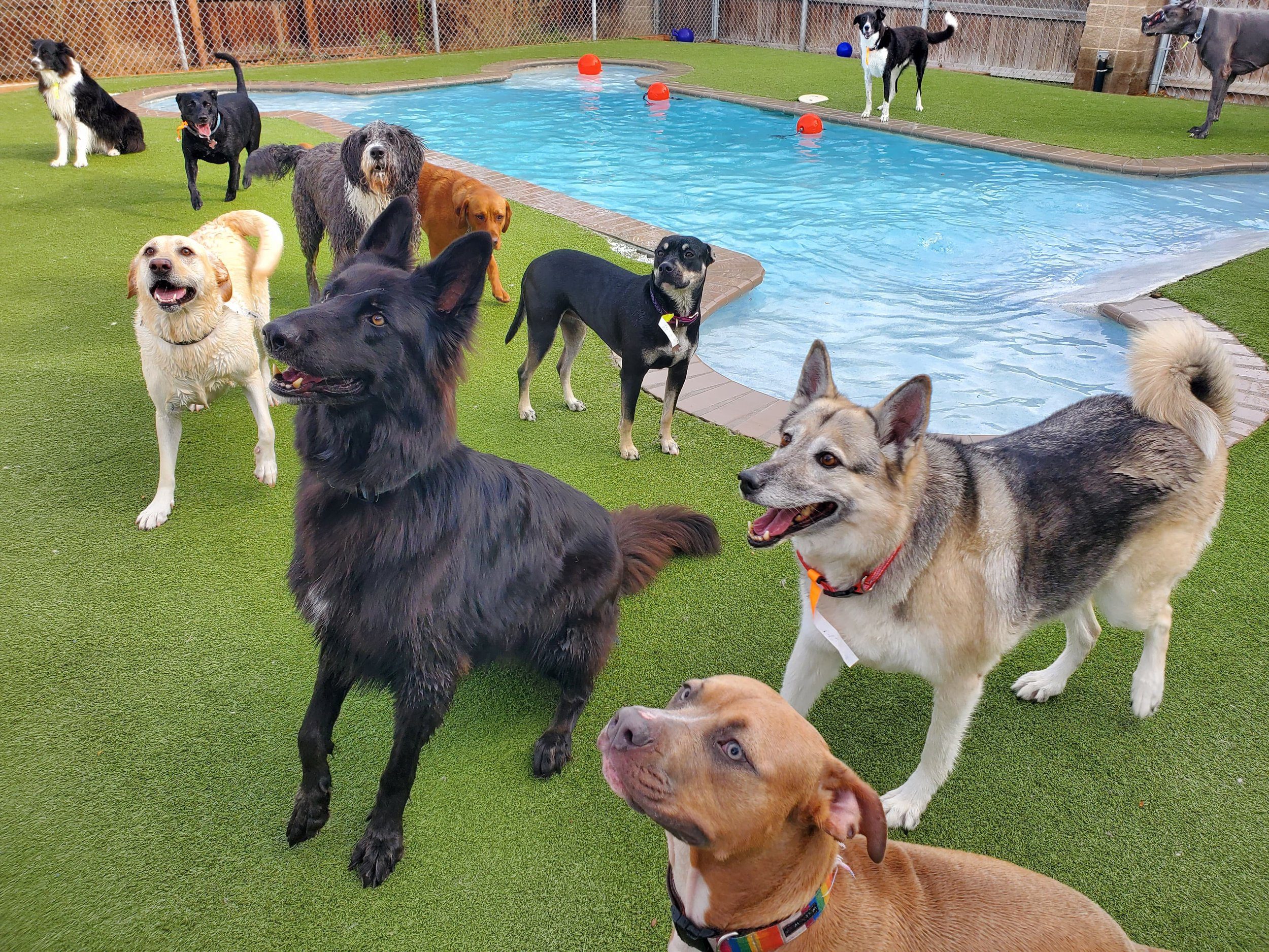 Dónde Está Ubicado Como Perros Y Gatos Club Pet Shop