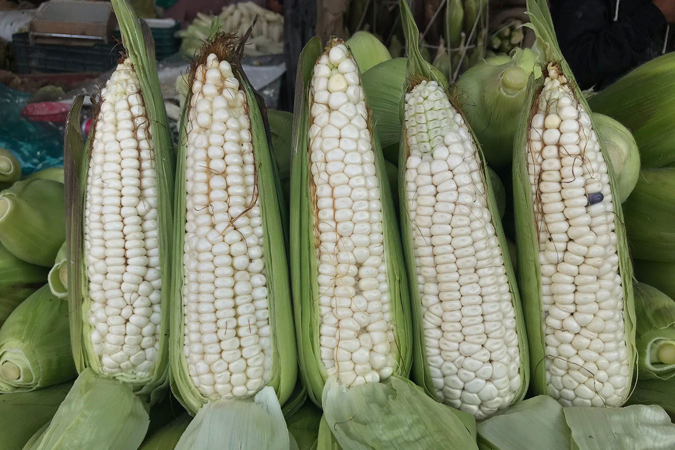 Cuántos Elotes Se Necesitan Para Hacer Un Kilo
